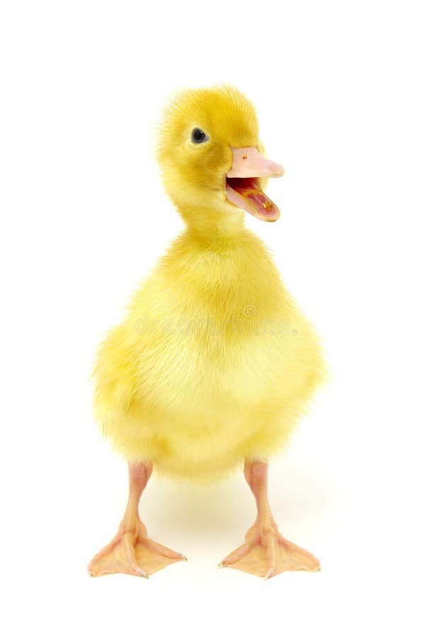 Canard jaune image stock. Image du jaune, canard - 17729009