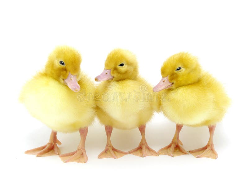 Canard jaune image stock. Image du jeune, vacances, nanas - 17729009