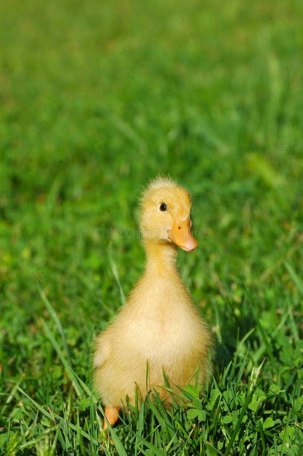 Canard Jaune Mignon Sur L'herbe Verte Image stock - Image du bétail, né ...