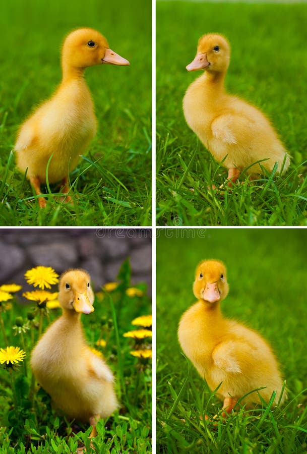 Canard Jaune Mignon Sur L'herbe Verte Image stock - Image du waterfowl ...