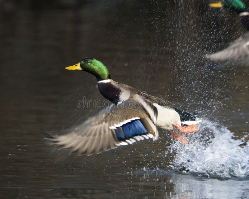 Canard de colvert en vol image stock. Image du oiseaux - 22836503
