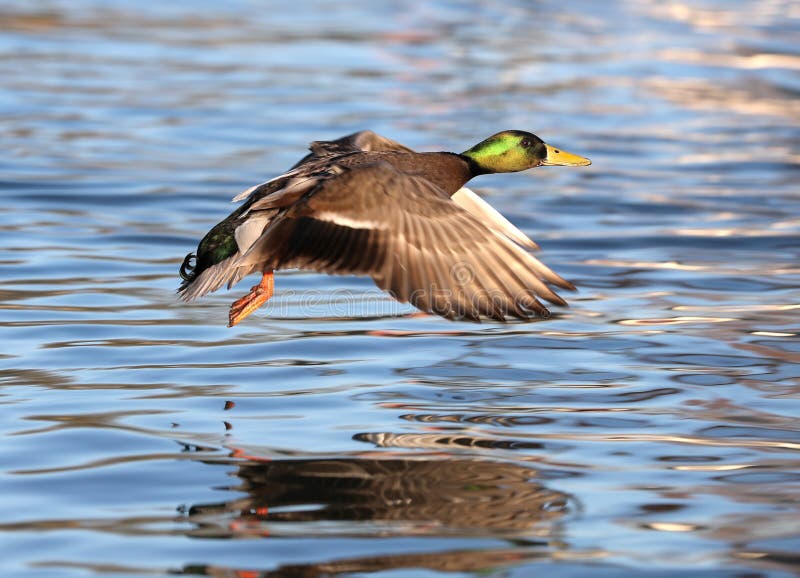 Colvert En Vol Photos Stock - Téléchargez 239 Photos libres de droits