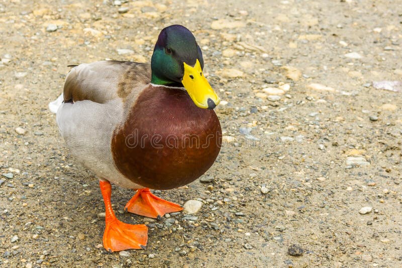 Canard sauvage image stock. Image du libre, d0, aileron - 4440489