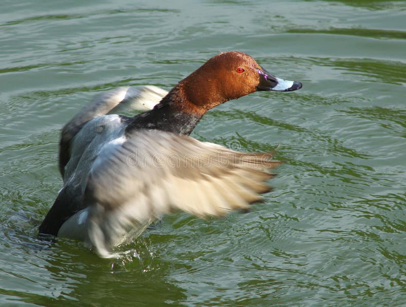Canard roux photo stock. Image of canada, roux, faune - 37707658