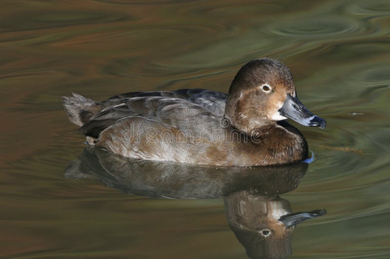 Canard roux photo stock. Image of canada, roux, faune - 37707658