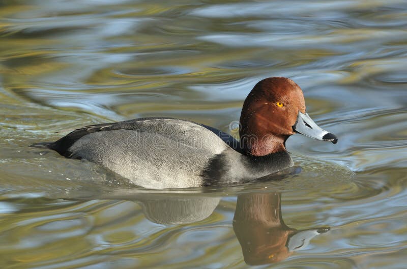 Canard roux photo stock. Image du canada, roux, faune - 37707658