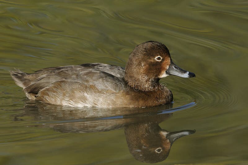 Canard roux photo stock. Image of canada, roux, faune - 37707658