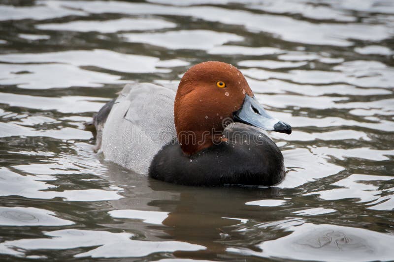 Canard roux image stock. Image du brun, fuselage, noir - 83661779