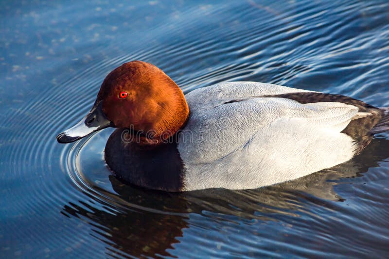 Canard roux photo stock. Image du roux, amérique, réflexion - 37707658