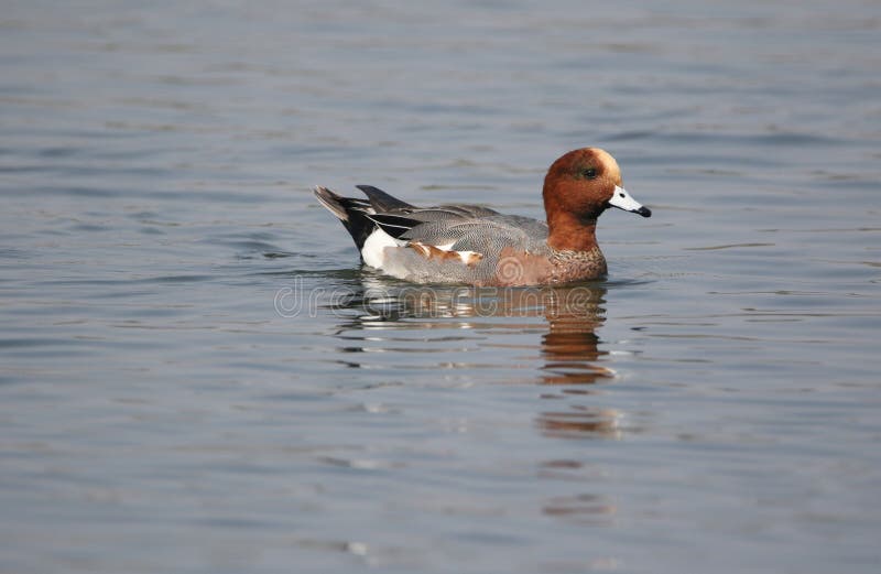 Canard roux image stock. Image du couleur, blanc, roux - 83661779