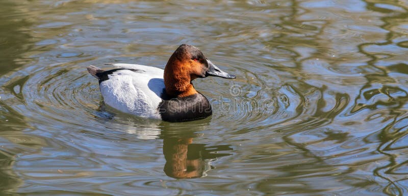 Canard Roux Au Zoo De Bronx Image stock - Image du roux, course: 114299231