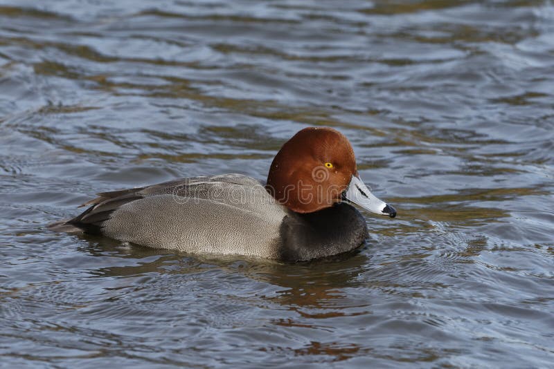 Canard roux photo stock. Image du canada, roux, faune - 37707658