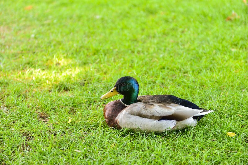 Canard sauvage image stock. Image du vert, canards, animaux - 122979799