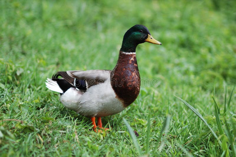 Canard sauvage image stock. Image du oiseau, waterfowl - 3139135