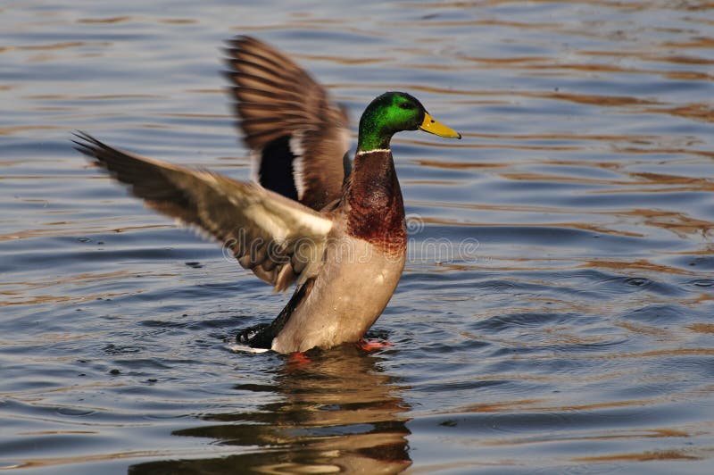 Canard sauvage image stock. Image du mouche, libre, sauvage - 4440489