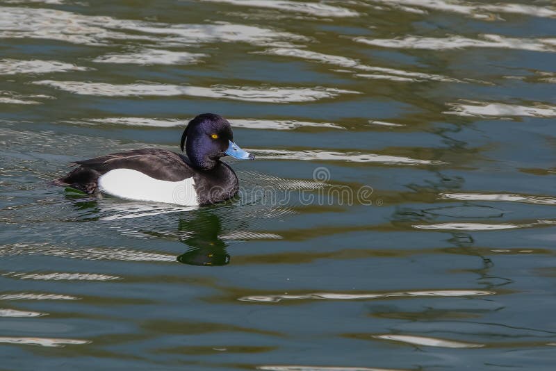 Canard sauvage en vol photo stock. Image du clavette - 53768574