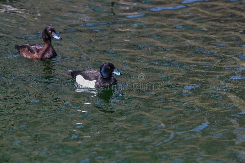 Canard sauvage en vol photo stock. Image du clavette - 53768574