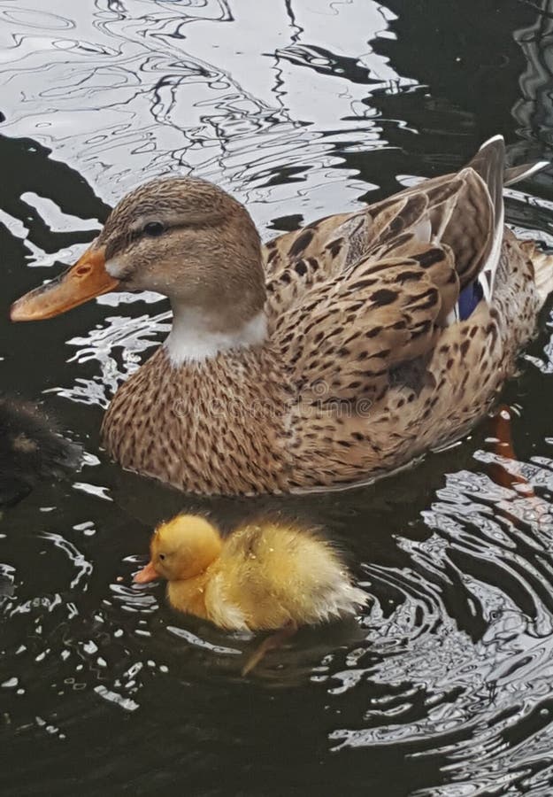 Canard Sauvage Avec Des Poussins Photo stock - Image du nanas, natation ...