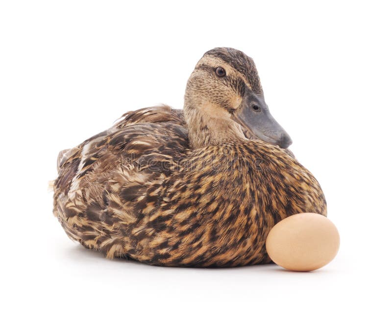 Canard Sauvage Autour De La Canne Photo stock - Image du bain, canard ...