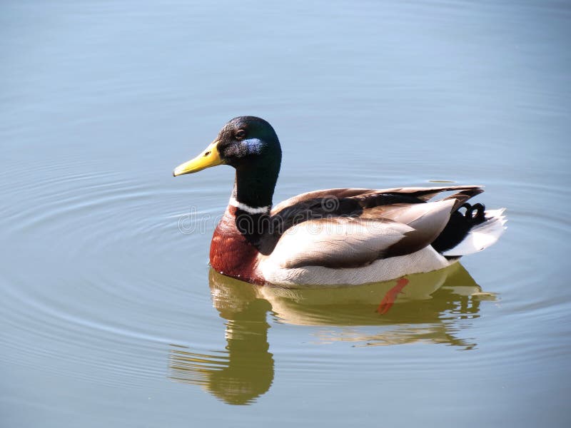 Canards sauvages colorés photo stock. Image du jour, vert - 40327962