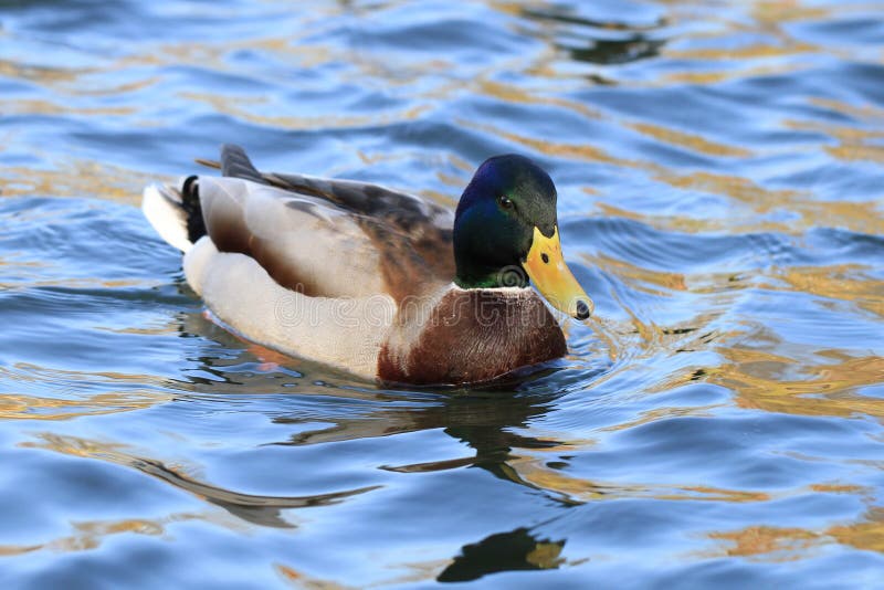 Canard sauvage dans le lac photo stock. Image du faune - 51038560