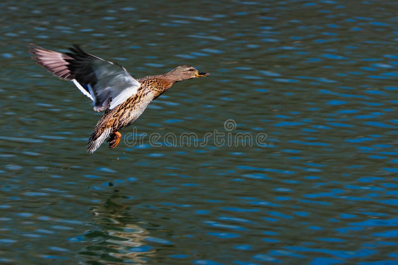 Canard sauvage en vol photo stock. Image du clavette - 53768574