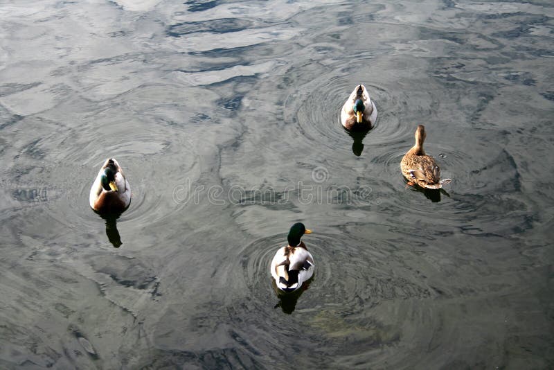 Canards image stock. Image du oiseau, canard, surface, ondulation - 393653