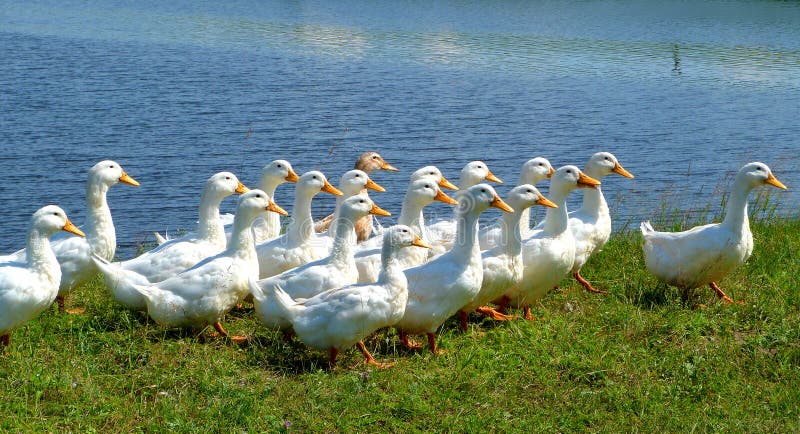 Canards photo stock. Image du canards - 128950