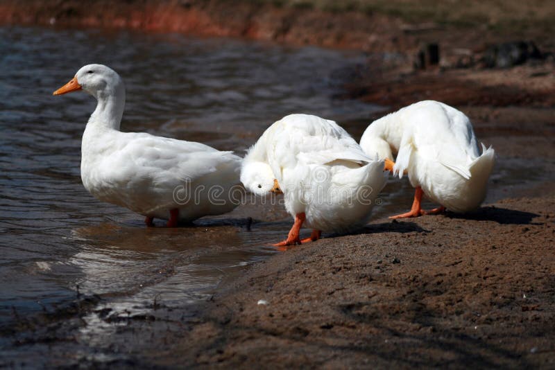 Canards blancs image stock. Image du oiseaux, duvet, volaille - 4604169