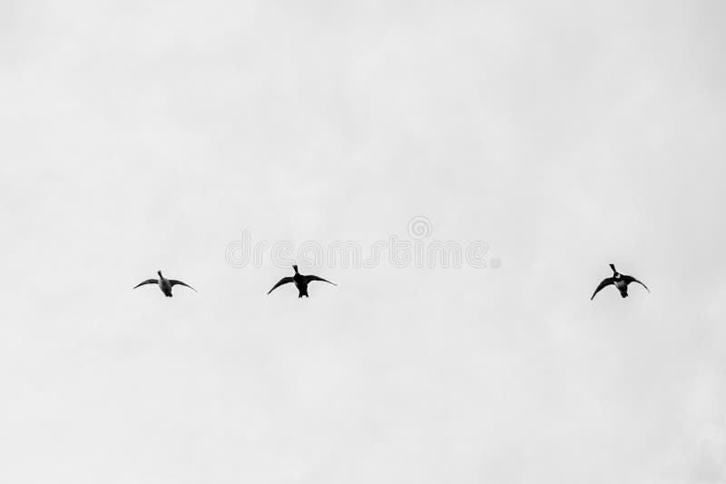 Canards colverts en vol image stock. Image du fleuve - 211589259