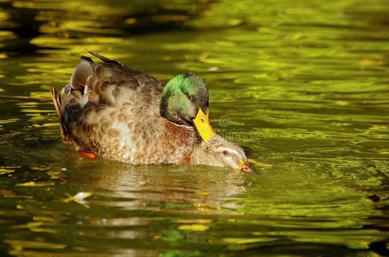 Migration Des Canards Sauvages Image stock - Image du nature, jaune ...