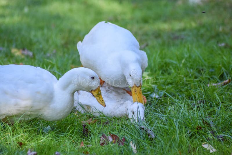 Canards De Accouplement De Pekin Photo stock - Image du rapports ...