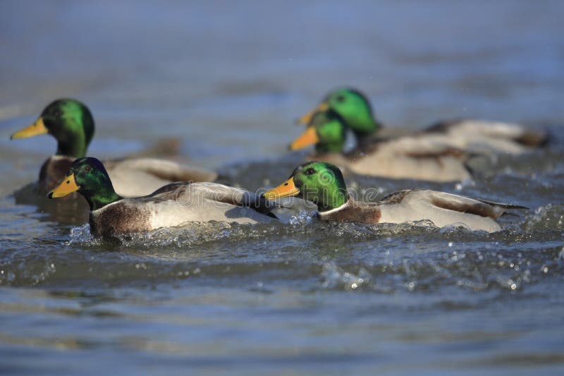 Deux Canards Colverts En Vol Photo stock - Image du masculin, animaux ...