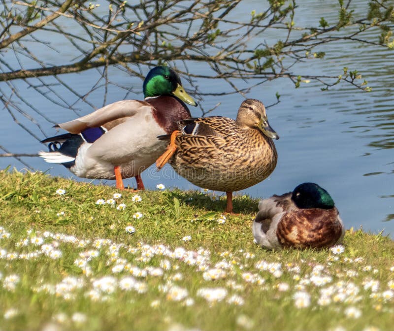 Canards stock image. Image of canards, canard, duck - 225078057