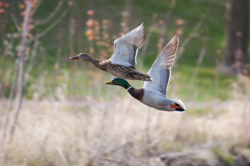 Canards En Vol Au Foyer Mou Image stock - Image du fonctionnement ...