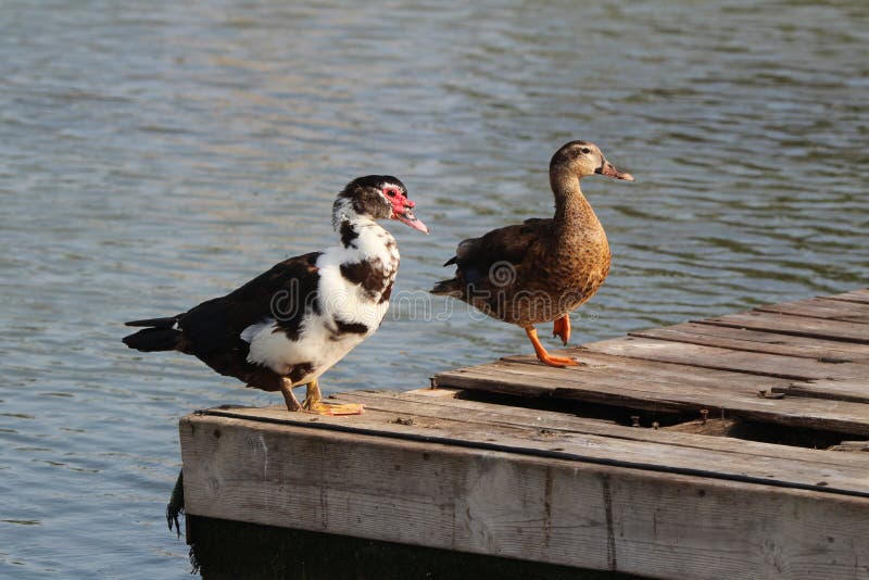 Canards Manger Et D'eau Potable Et De La Natation Photo stock - Image ...