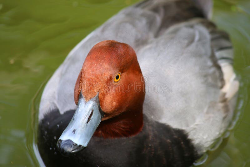 Canards Roux De Natation De Duck Male Duck Photo stock - Image du ...