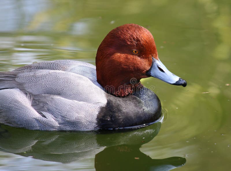 Couples De Canard Roux De Femelle De Canards Photo stock - Image du ...