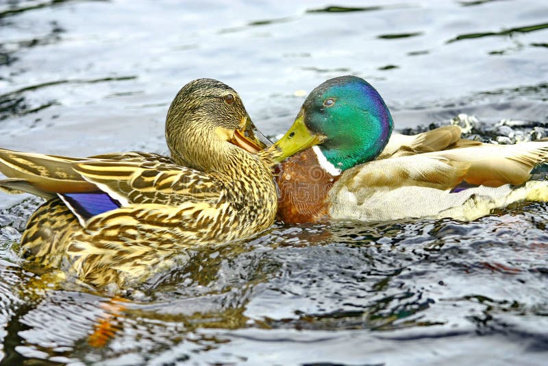 Canards sauvages photo stock. Image du jardins, sapins - 25136904