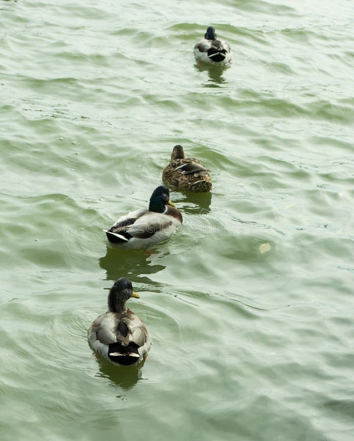 Quatre Canards Sauvages De Colvert Sur Le Lac Photo stock - Image du ...