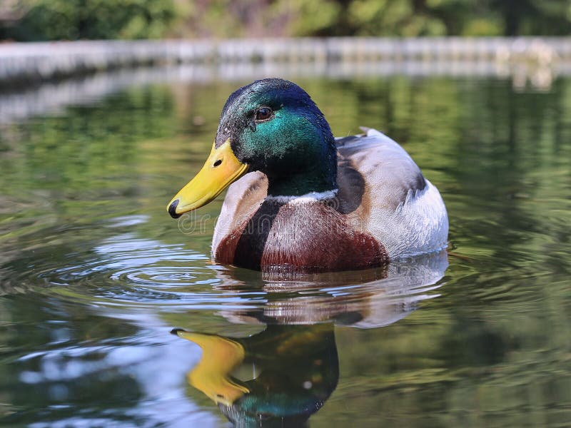 Canards sauvages image stock. Image du sauvages, canards - 140724513