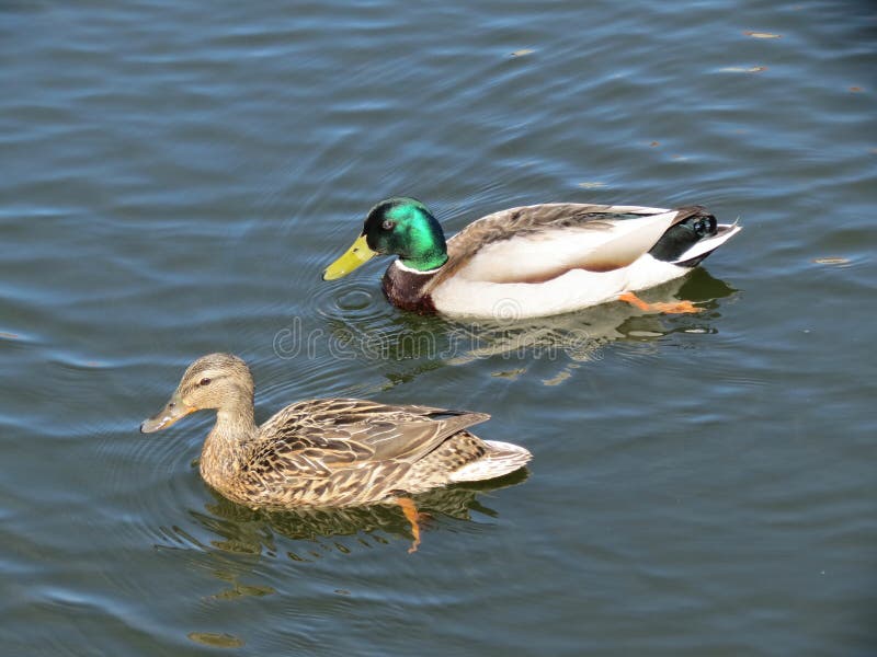 Canards sauvages colorés photo stock. Image du jour, vert - 40327962