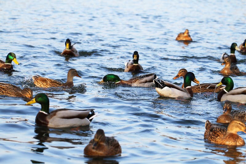 Canard sauvage dans le lac photo stock. Image du faune - 51038560
