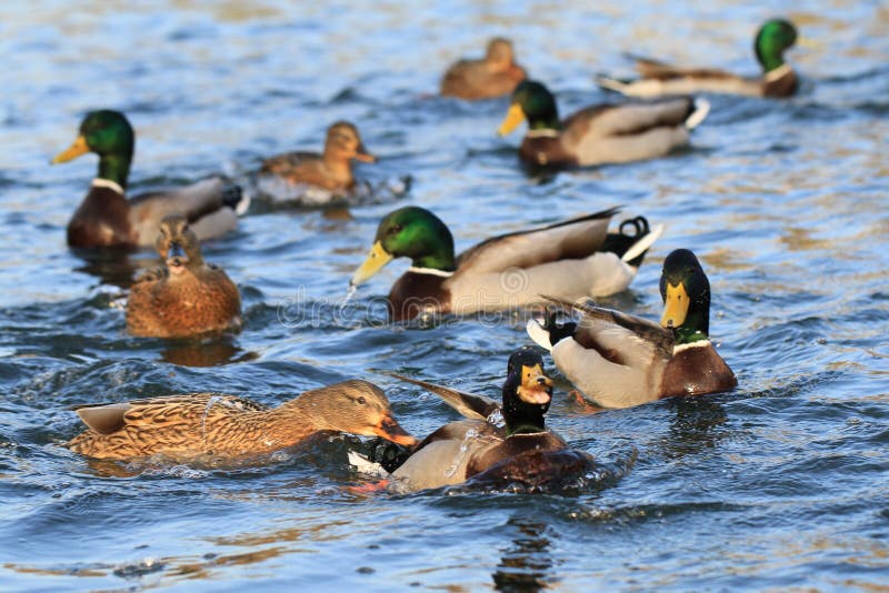 Canard sauvage dans le lac photo stock. Image du faune - 51038560
