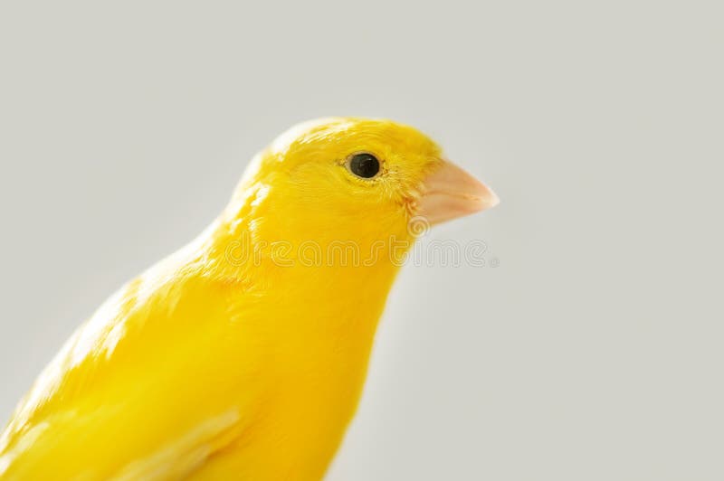 1,067 Photos de Oiseau Jaune Canari Mignon - Photos de stock gratuites ...