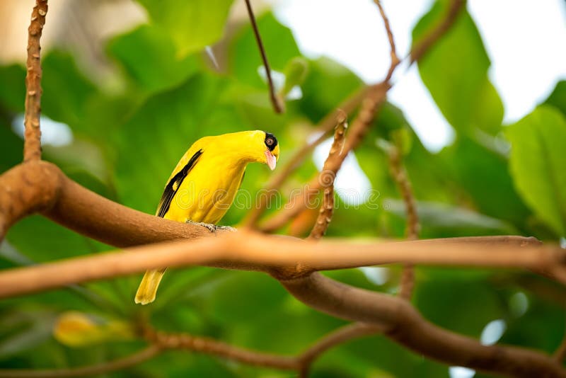 Canari photo stock. Image du jaune, nature, branchement - 40390656