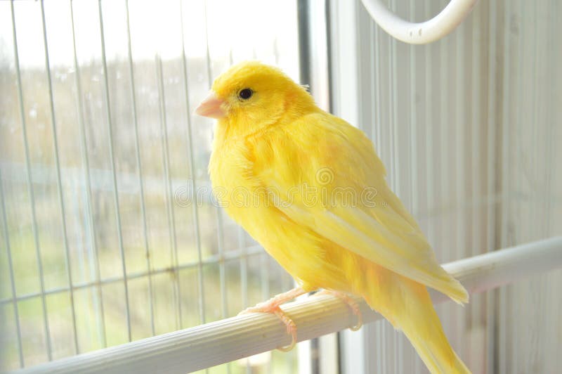 Oiseau Jaune Canari Sauvage Image stock - Image du jaune, été: 25822217