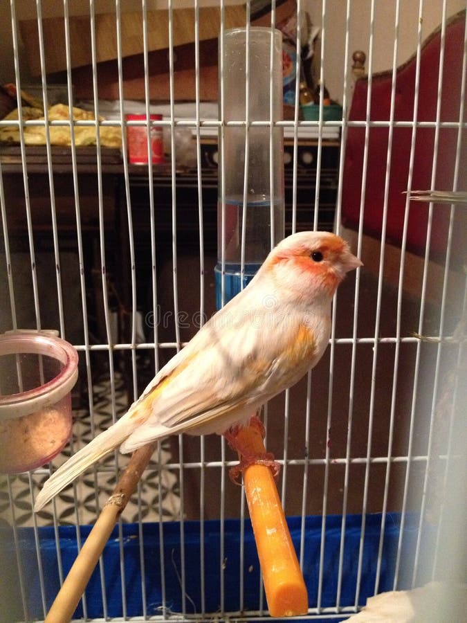 Canari Agate Stock Photos - Free & Royalty-Free Stock Photos from ...