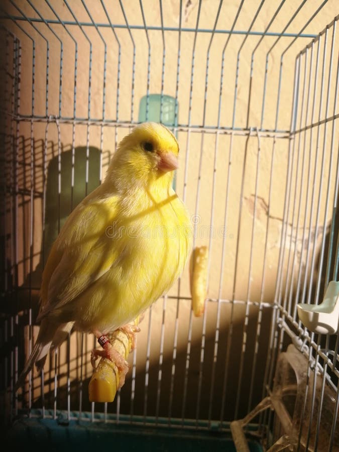 Canari stock image. Image of birds, bird, canaris, canari - 163680085