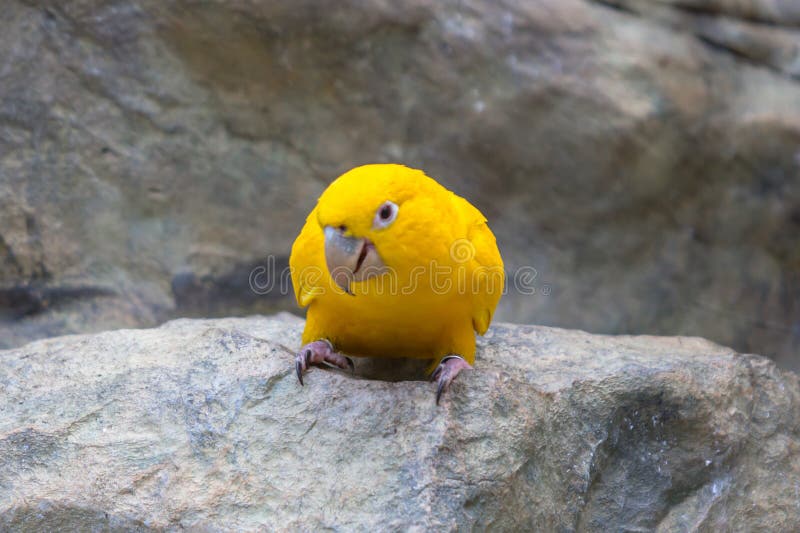 Canari jaune sur sa perche image stock. Image du perroquet - 2333139